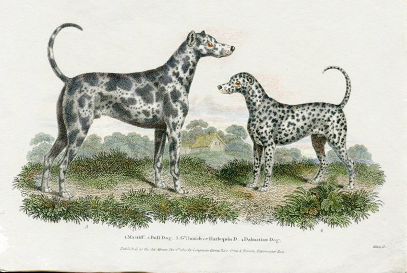 Hunting Dogs 1810 Engraving of Dogs From Rees Cyclopedia Hand - Etsy