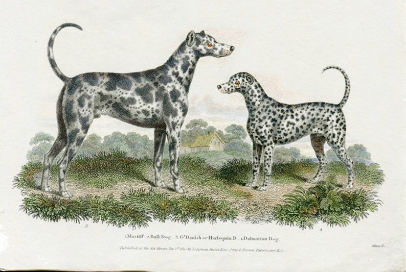 Hunting Dogs 1810 Engraving of Dogs From Rees Cyclopedia Hand Coloured ...
