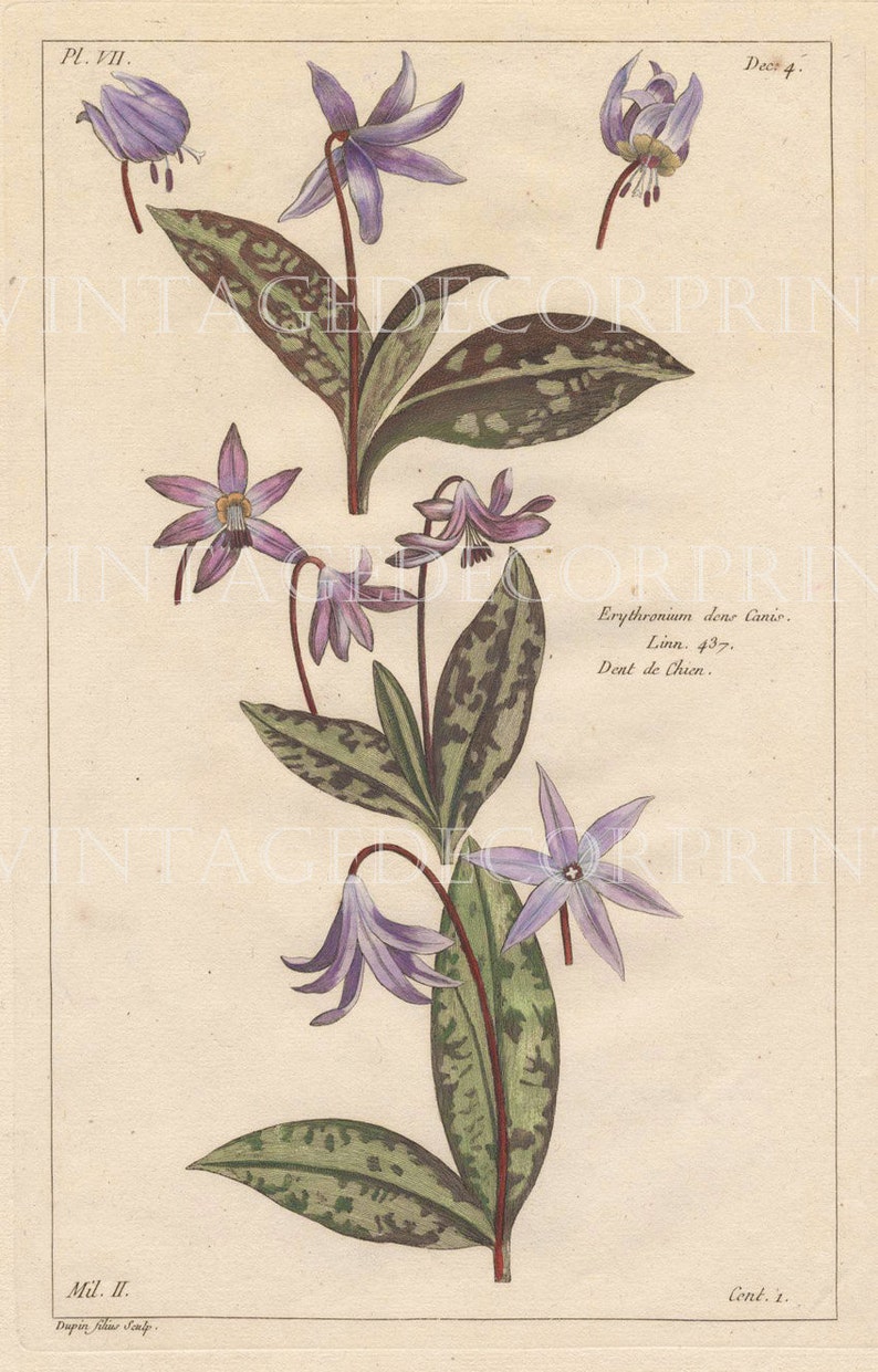 Dogtooth Violet Print 1783 Botanical Copperplate Engraving of - Etsy