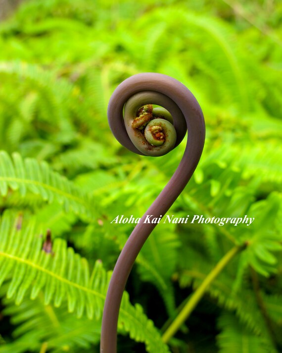 Items similar to 8x10 Photo Print Uluhe Lau Nui (Scrambling Fern ...