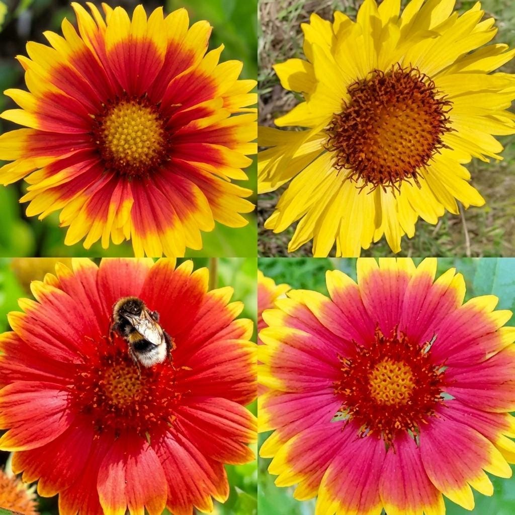 Gaillardia Blanket Flower Seeds, Perennial Mix | Pollinator Garden ...