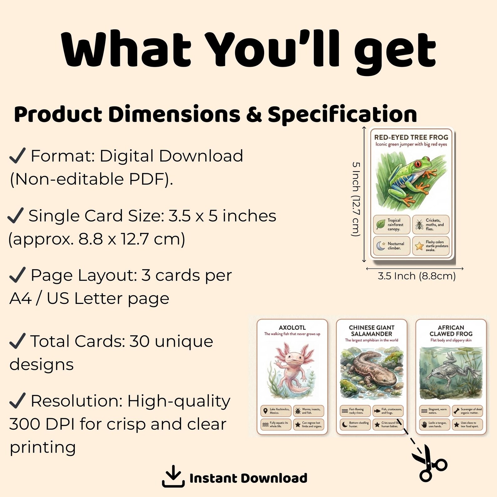 30 Amphibians Flashcards Printable | Frog Salamander Newt Learning ...