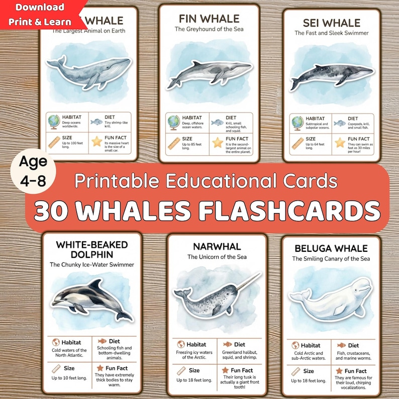 30 Whale Species Flashcards, Watercolor Marine Mammals Learning Cards ...