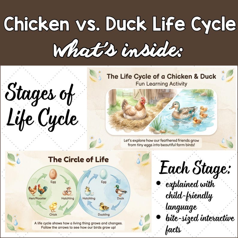 Chicken Vs. Duck: Life Cycle Comparison Study | 14 No-prep Science ...