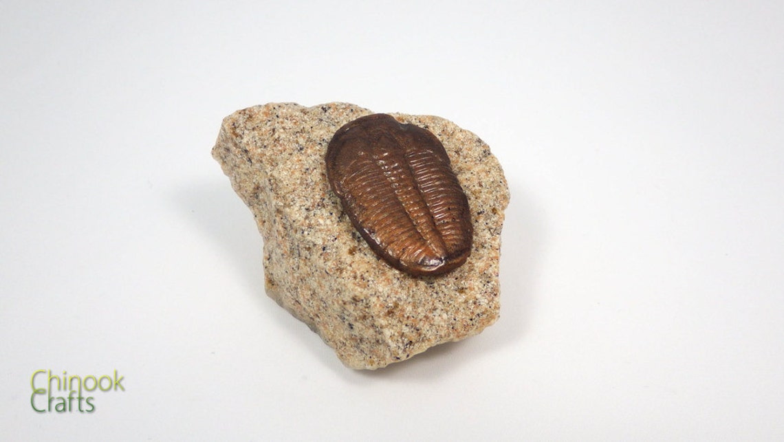 Pokemon Dome Fossil - Etsy