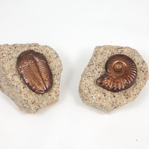 Pokemon Dome Fossil - Etsy