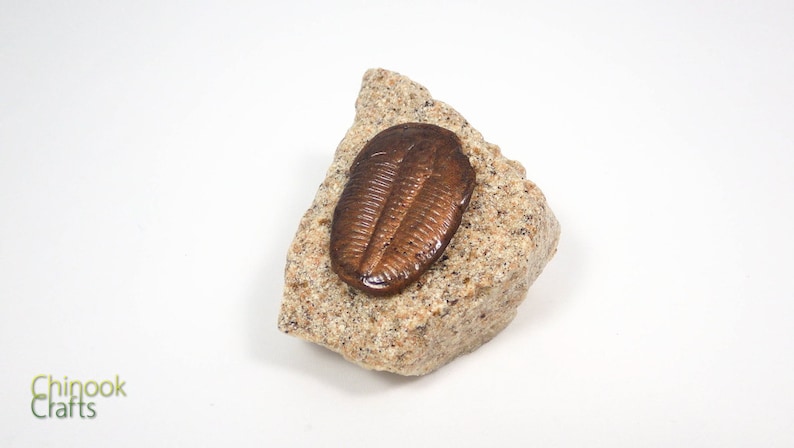 Pokemon Dome Fossil - Etsy