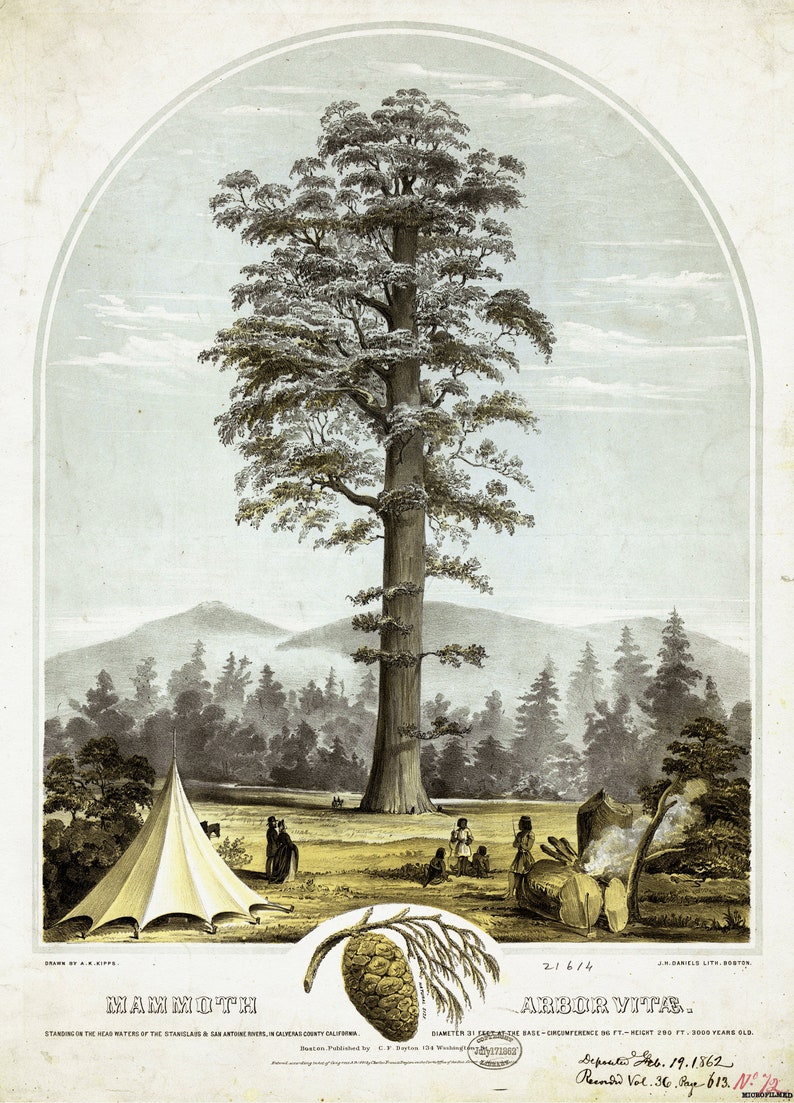 Big Tree Botanical Chart Wall Hanging Canvas Print Raw Wood - Etsy