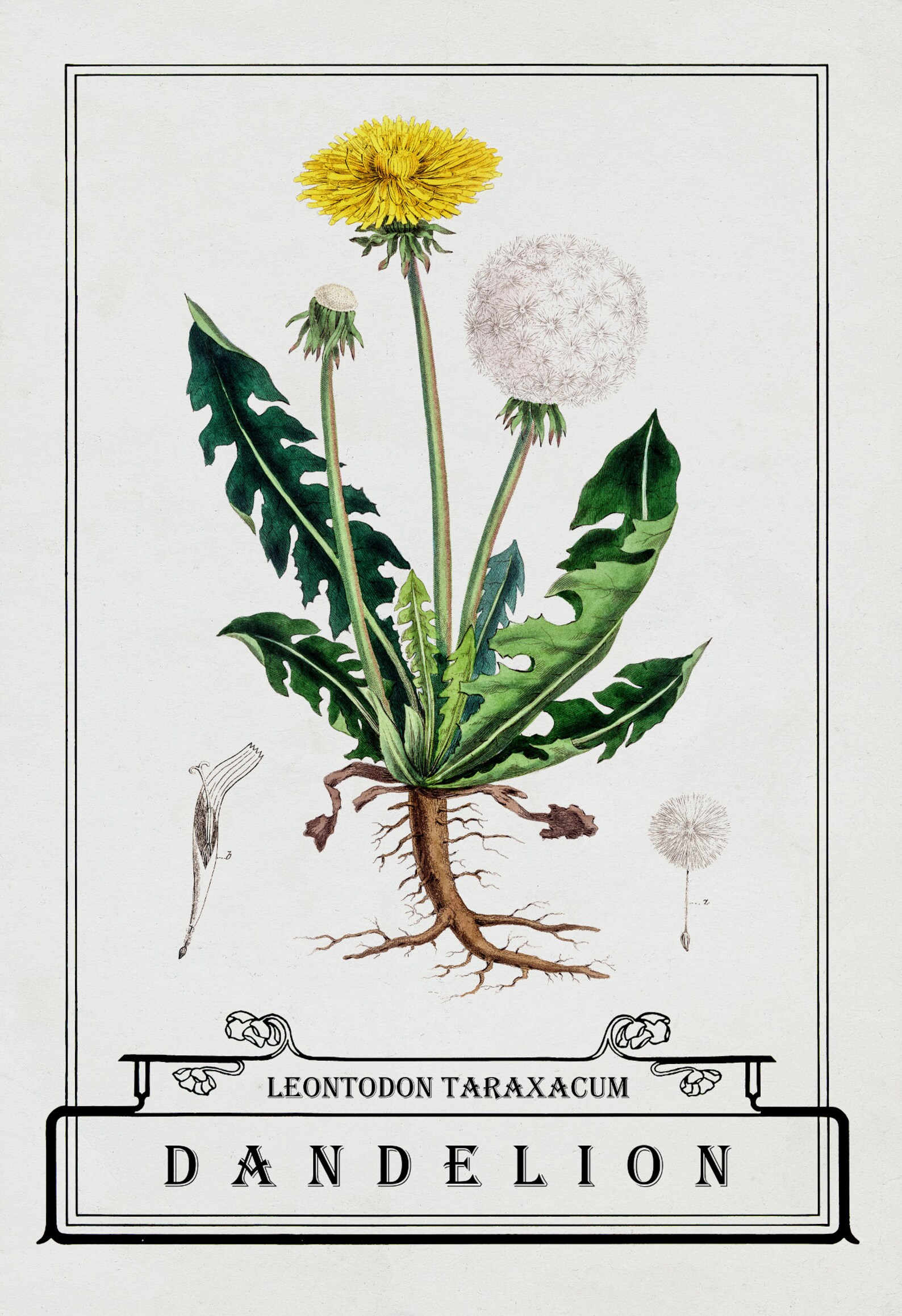 Dandelion Typography Botanical Chart Wall Hanging Wood Poster | Etsy