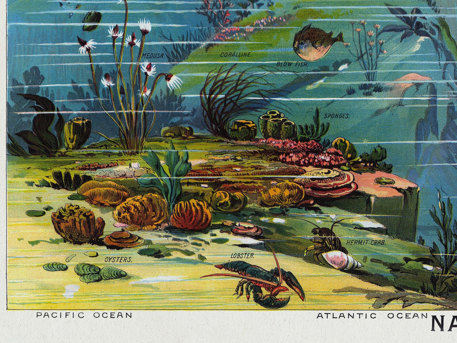 Under the Sea Chart Wall Hanging Canvas Print Wood Poster - Etsy