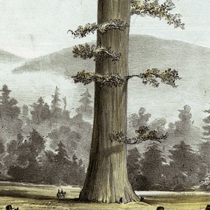 Big Tree Botanical Chart Wall Hanging, Canvas Print, Raw Wood Poster ...