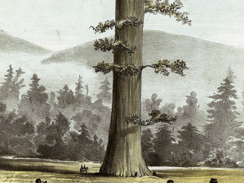 Big Tree Botanical Chart Wall Hanging Canvas Print Raw Wood - Etsy