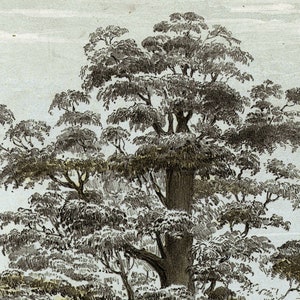 Big Tree Botanical Chart Wall Hanging Canvas Print Wood | Etsy