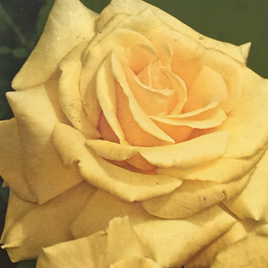 Vintage 1977 Box Lid Rose Puffed Photo. Diamond Jubilee Rose - Etsy