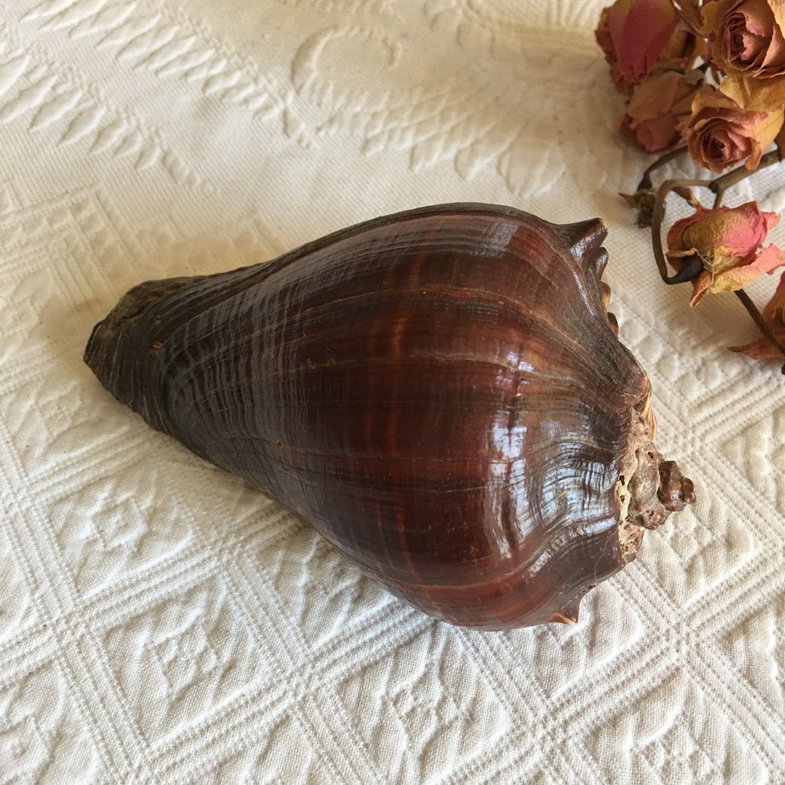 Lovely Natural Brown Seashell Spiral. Light Peach Color | Etsy
