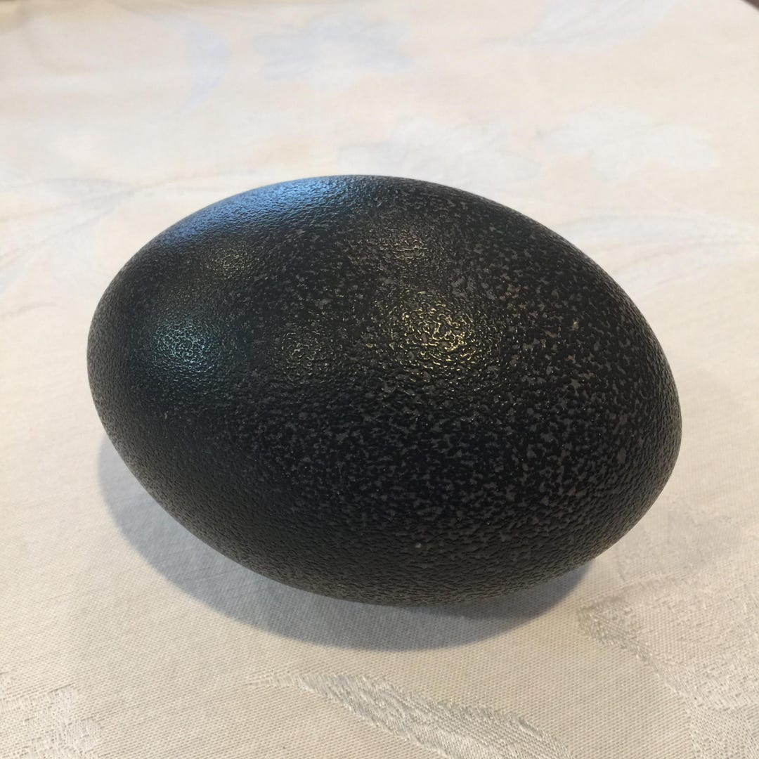 Vintage Natural Emu Egg. Unfinished Black Egg With Insides Blown Out and Dried. Ready for ...