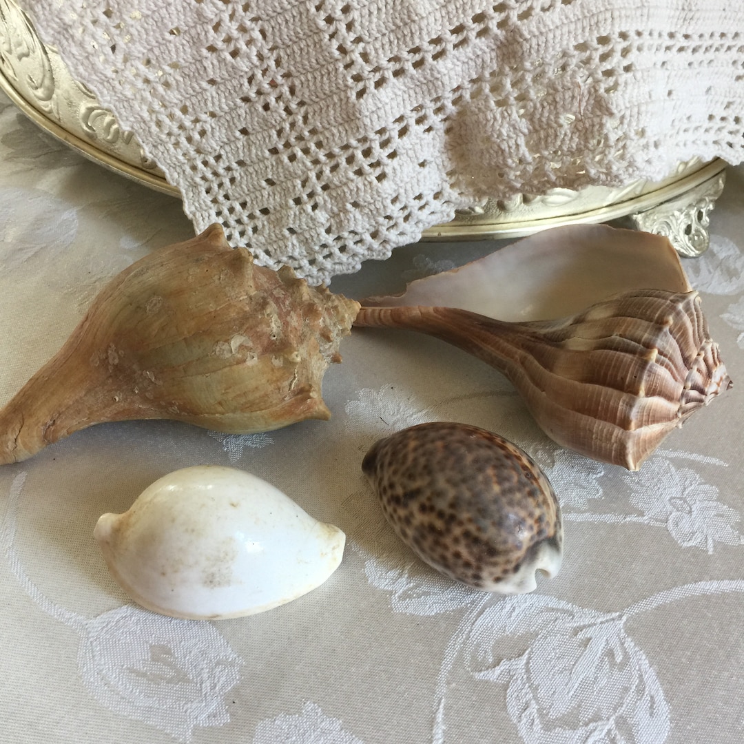 Lovely 4 Natural Seashells Spiral and Oval. Repurpose in Crafting or ...