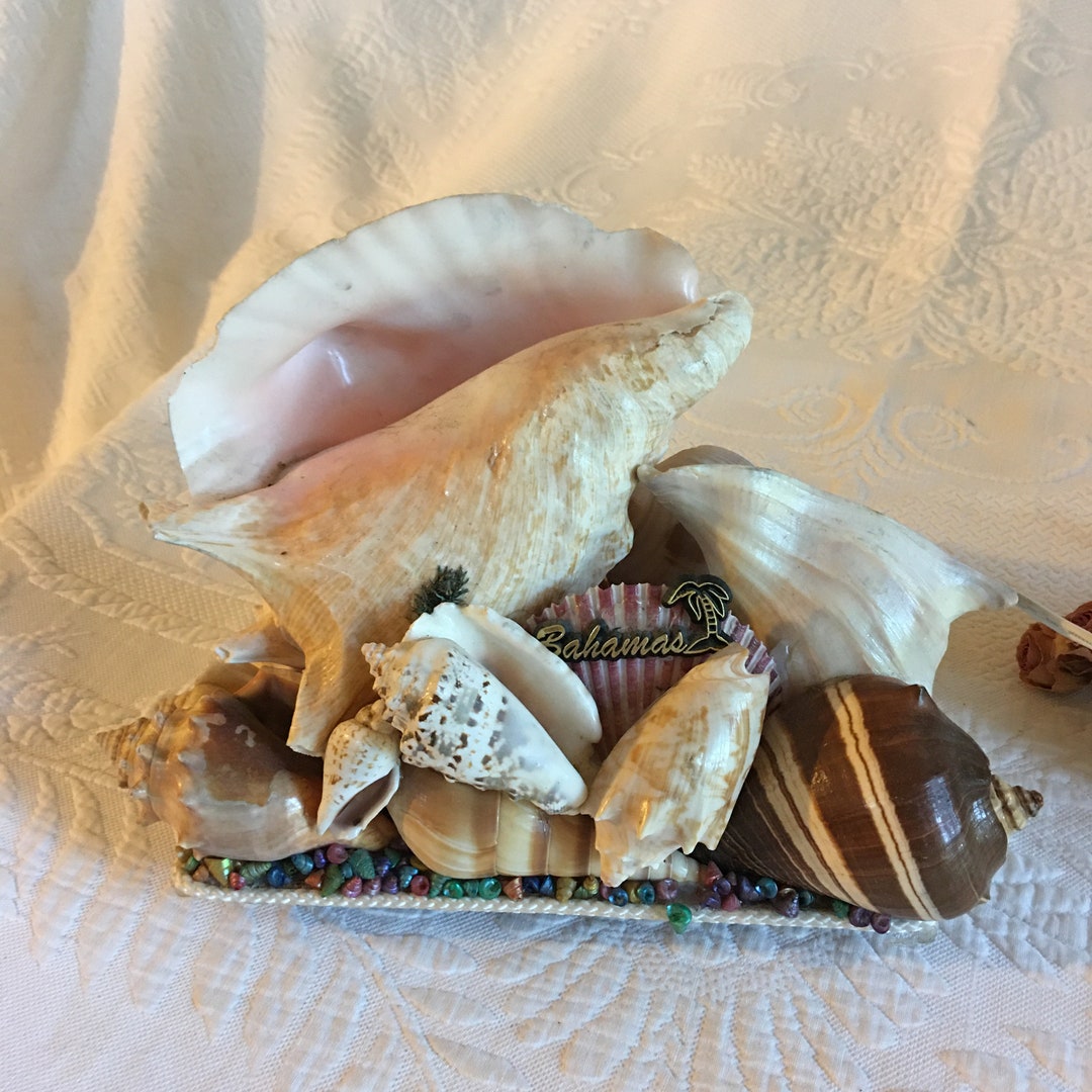 Vintage Bahamas Seashell Nightlight. Plug-in With New Nightlight Bulb ...