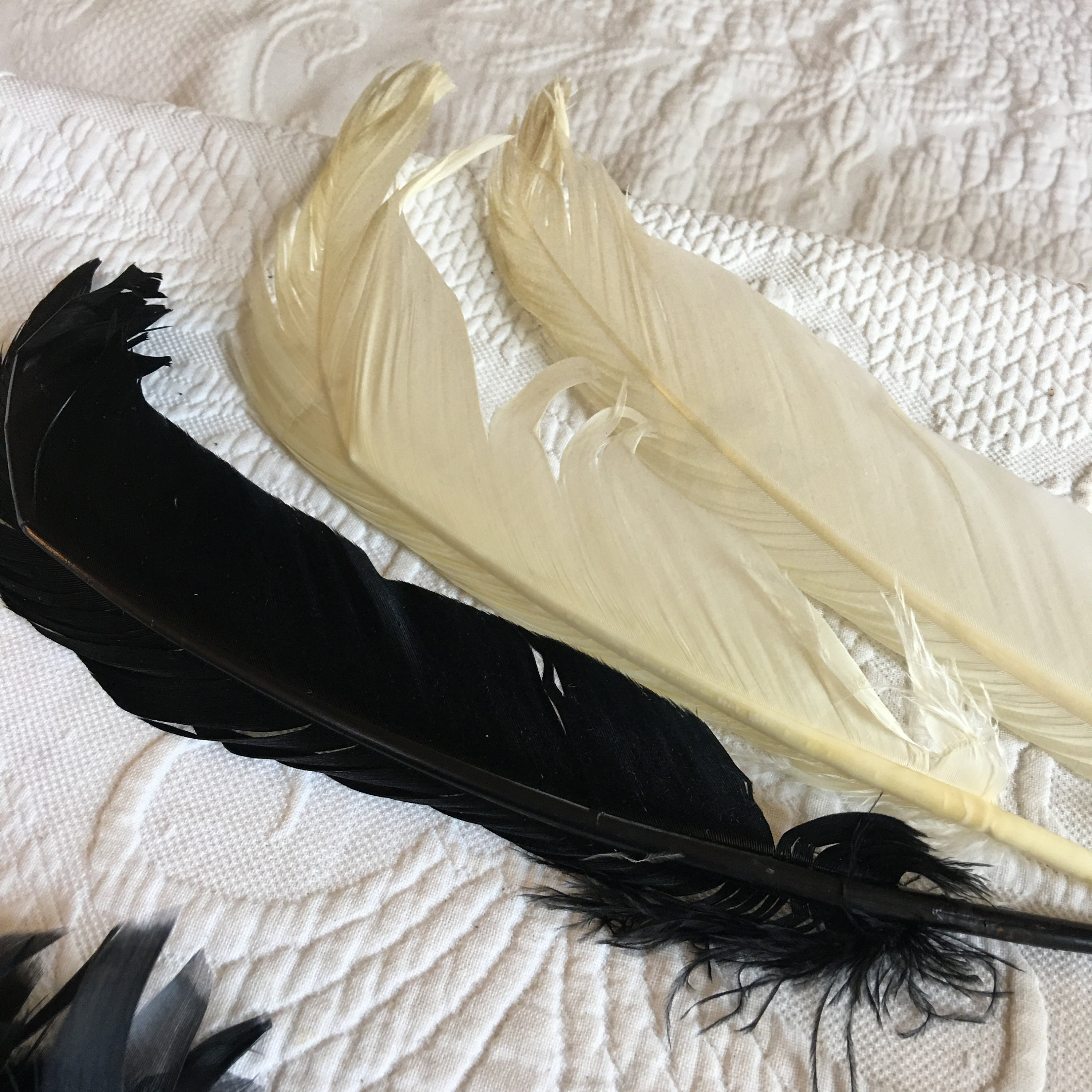 Vintage Feathers for Crafting or Hat Making. Section of a | Etsy