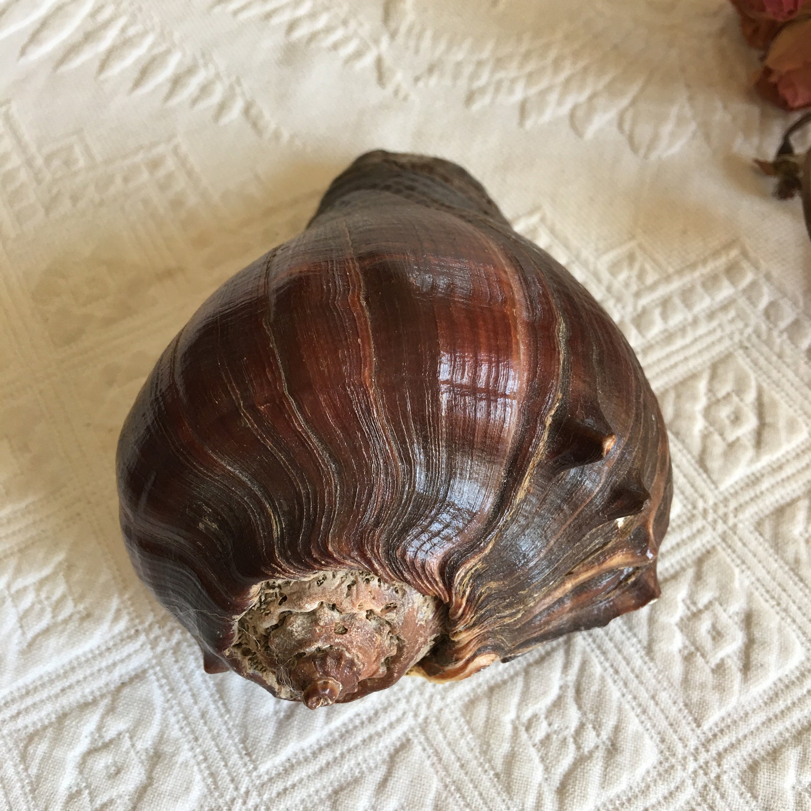 Lovely Natural Brown Seashell Spiral. Light Peach Color | Etsy