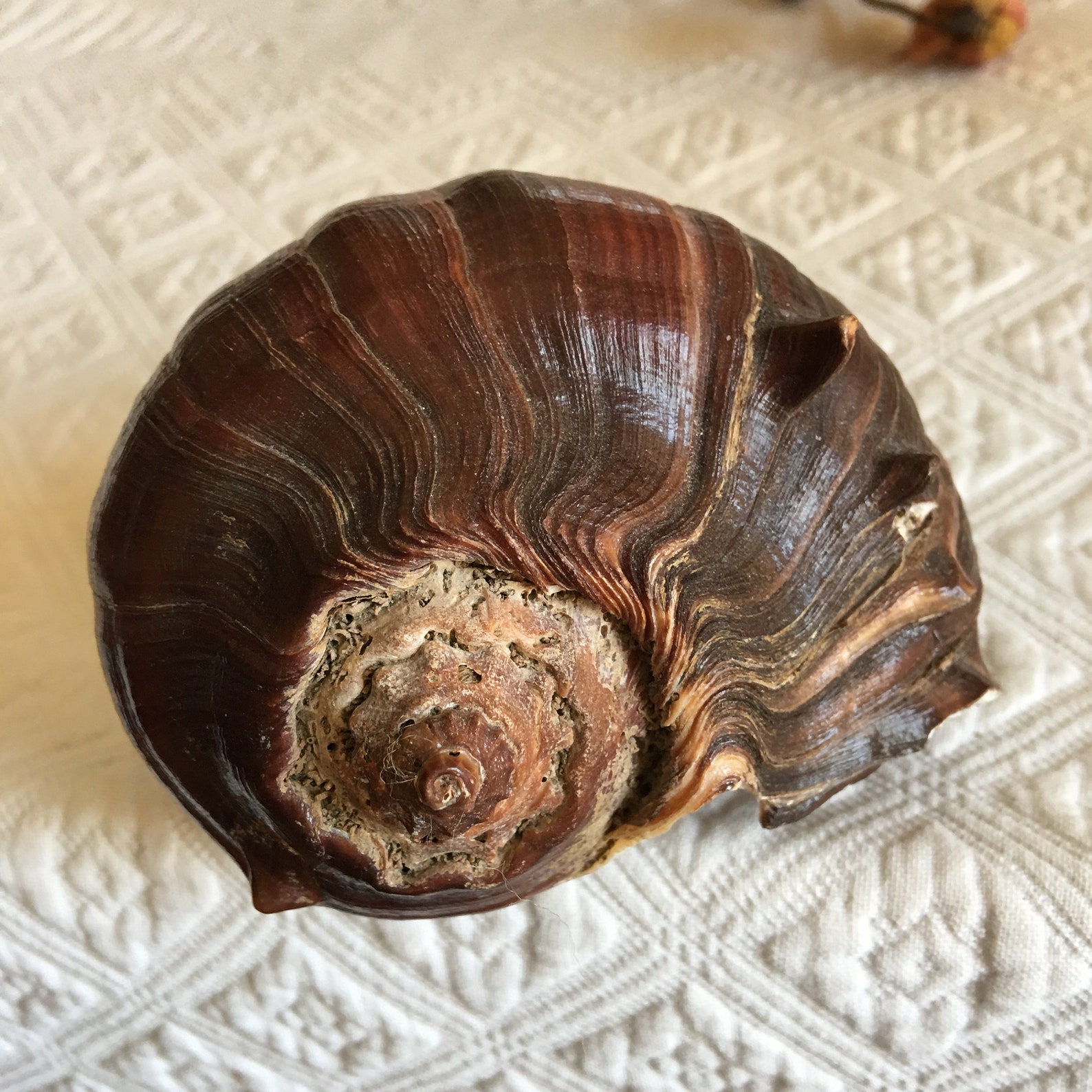 Lovely Natural Brown Seashell Spiral. Light Peach Color | Etsy