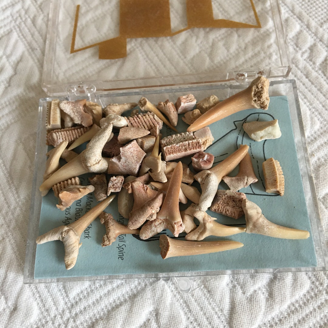 Vintage Shark Teeth Fossils and Other Ocean Animal Fossils. Earth ...