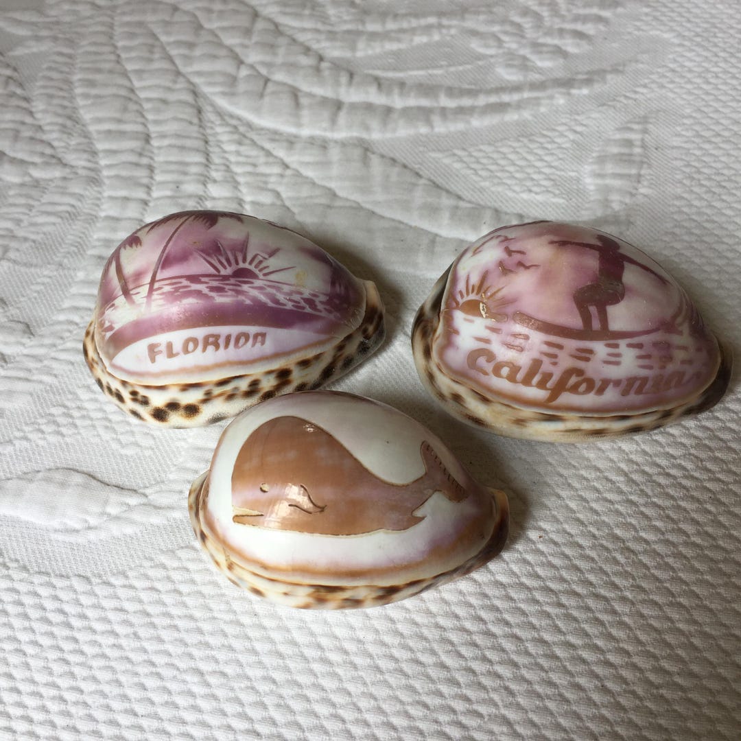Natural Seashell Etched and Carved With Ocean Scene. Choose Florida ...