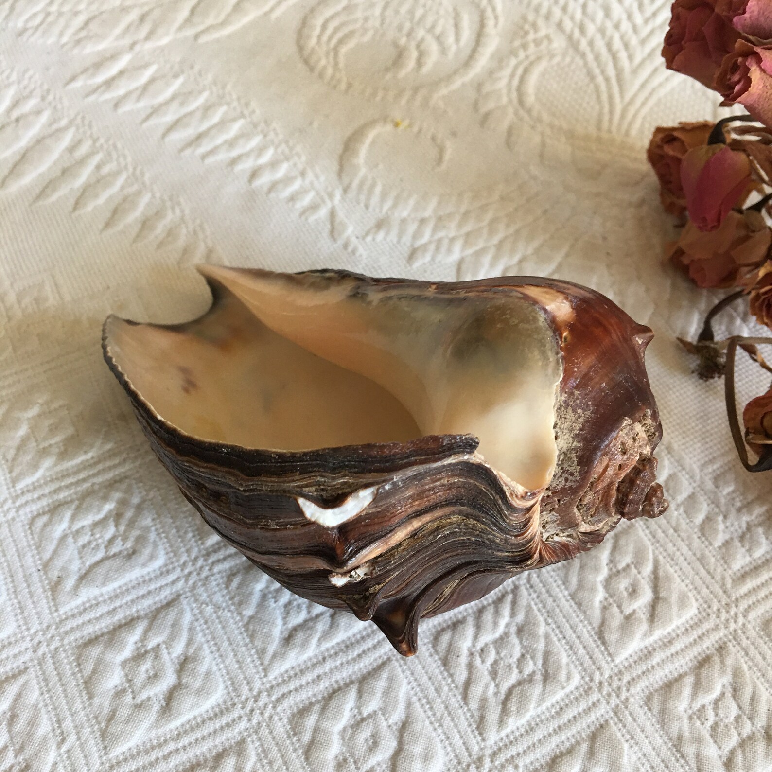 Lovely Natural Brown Seashell Spiral. Light Peach Color | Etsy