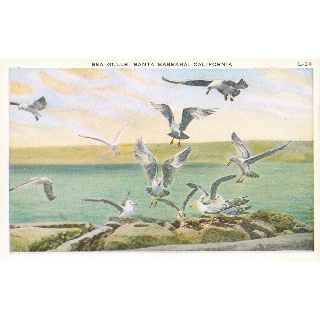 Postcard Sea Gulls Santa Barbara California L-34 White Border - Etsy