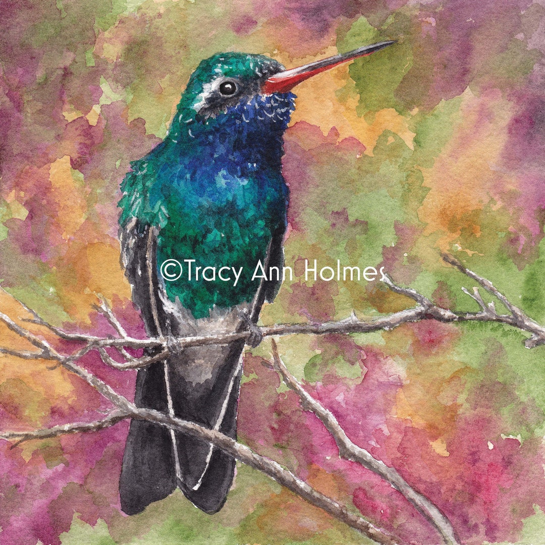 Broad-billed Hummingbird, Sonoran Desert Life, Giclée Print - Etsy