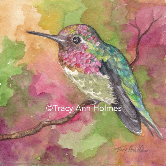 Anna Hummingbird Sonoran Desert Birds Giclée Print | Etsy