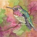 Anna Hummingbird, Sonoran Desert Birds, Giclée Print - Etsy