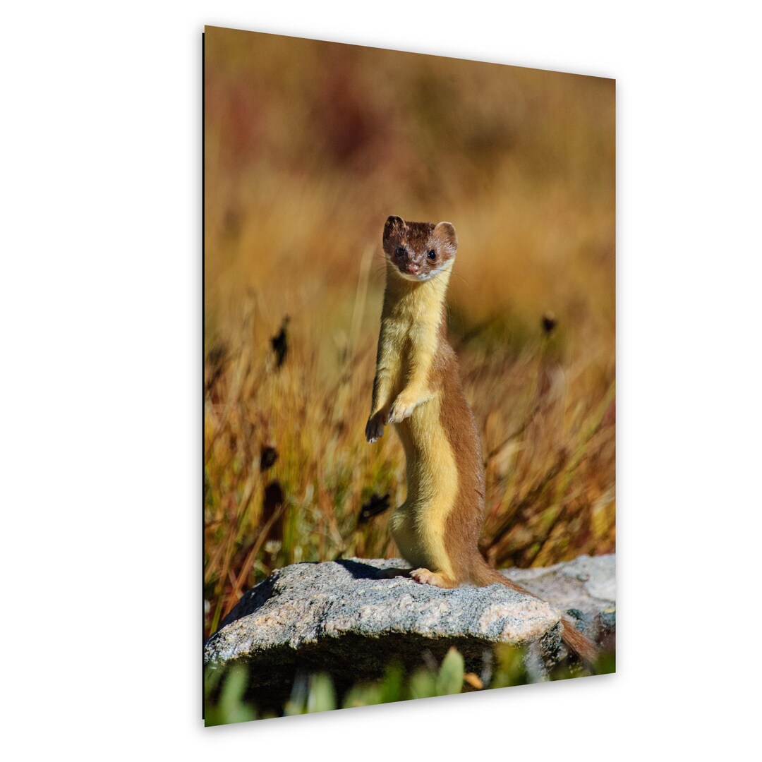 Watchful Weasel, Wildlife Photo, Wall Art, Animal Picture - Etsy