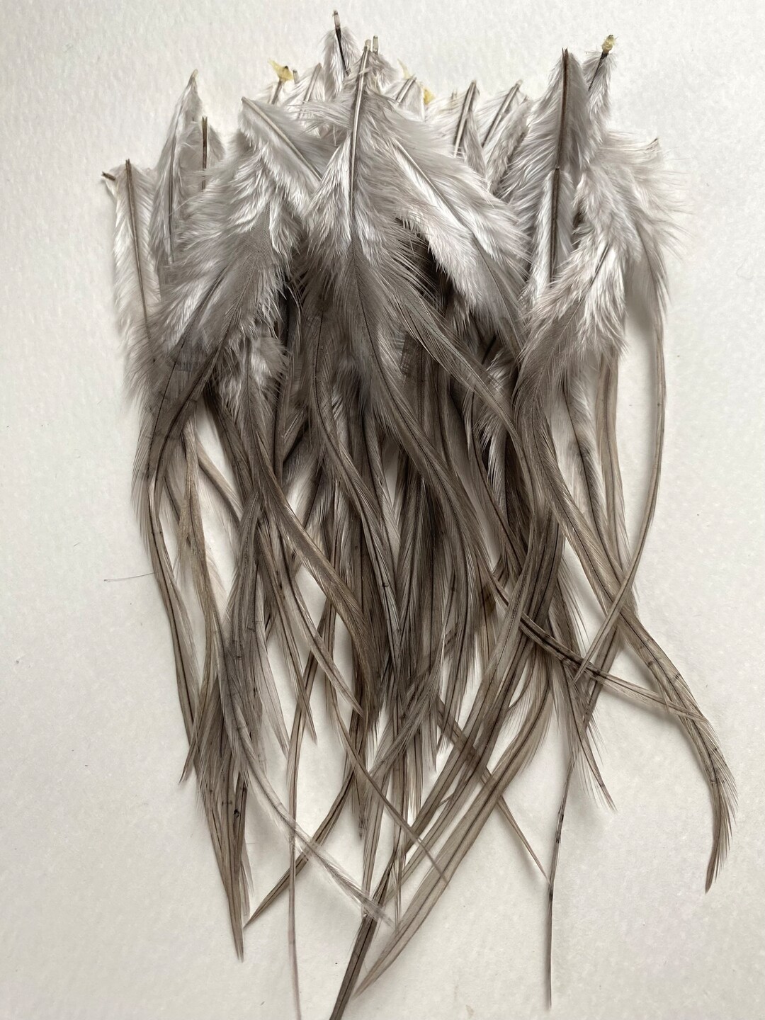 50 Fluff Rooster Saddle Hackle Feathers - Light Grey Dun (3 - 6 Inches ...