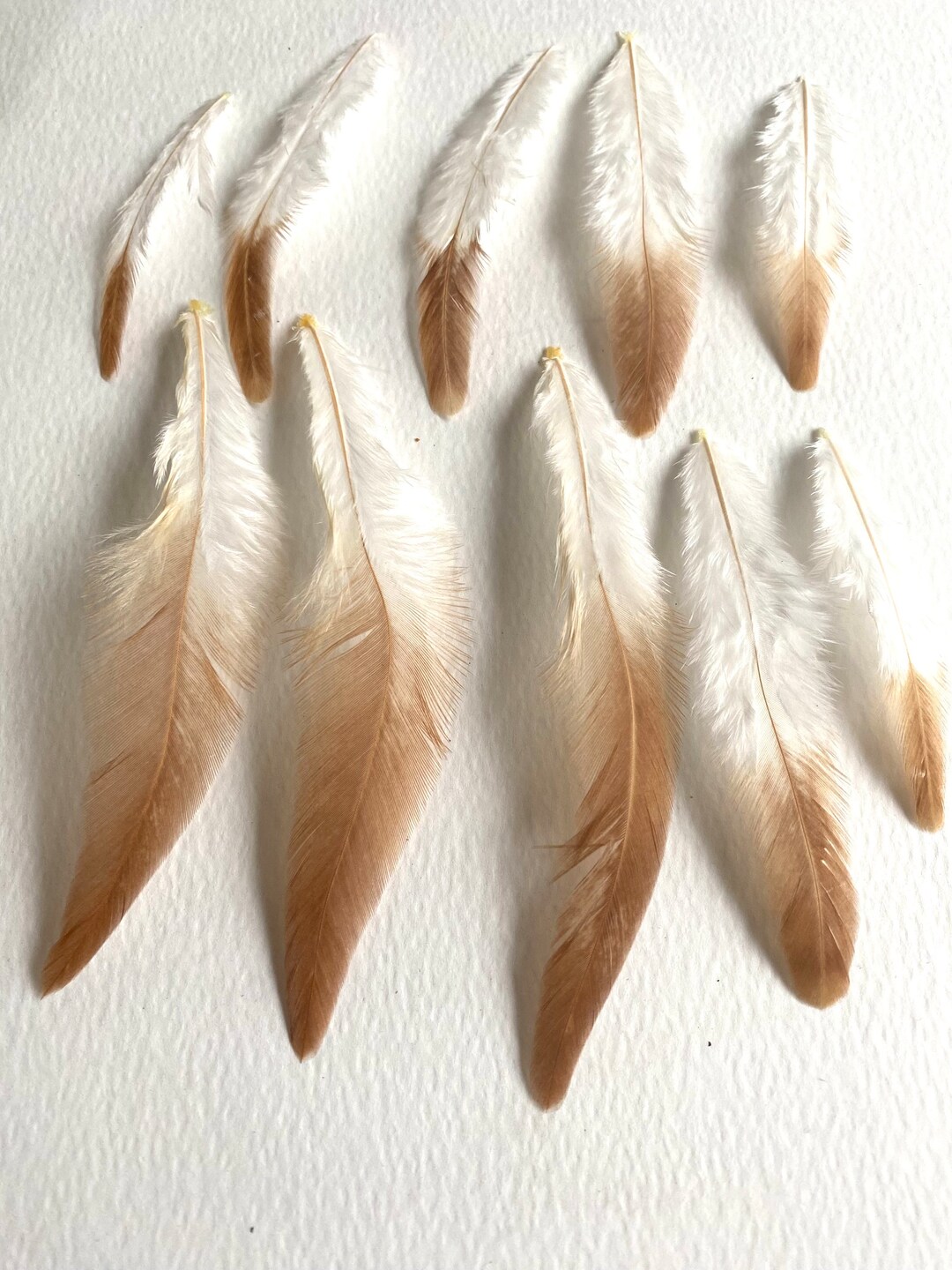 10 Hen Feathers - Medium Ginger. - Etsy