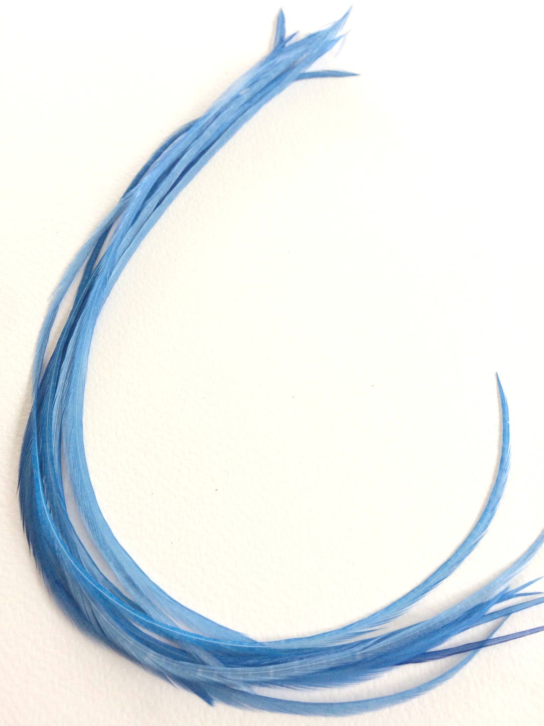 12 Long Rooster Saddle Hackles - Light Blue (8 - 10 Inches) Hair ...