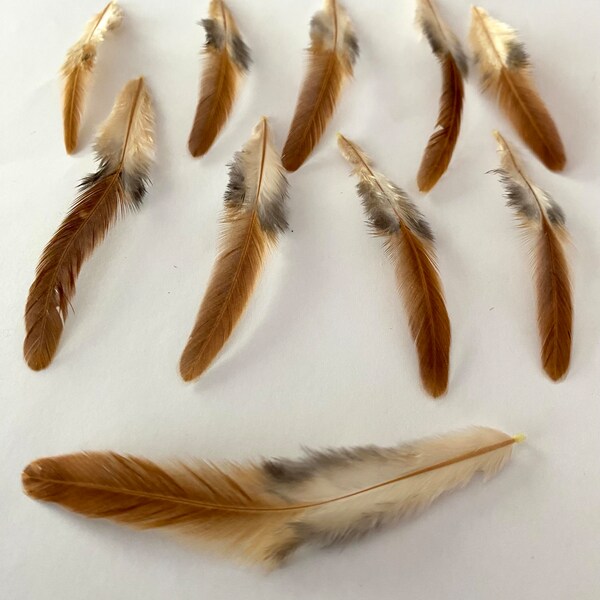 Hen Feathers - Etsy