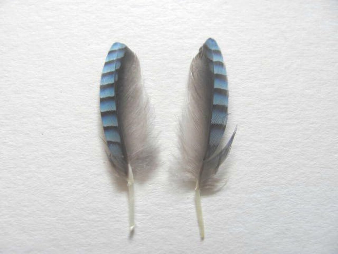 Eurasian Jay Feathers - Etsy