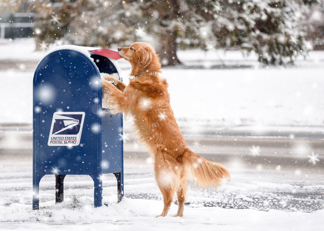 Golden Retriever Mailbox - Set of 4 Cards - Etsy