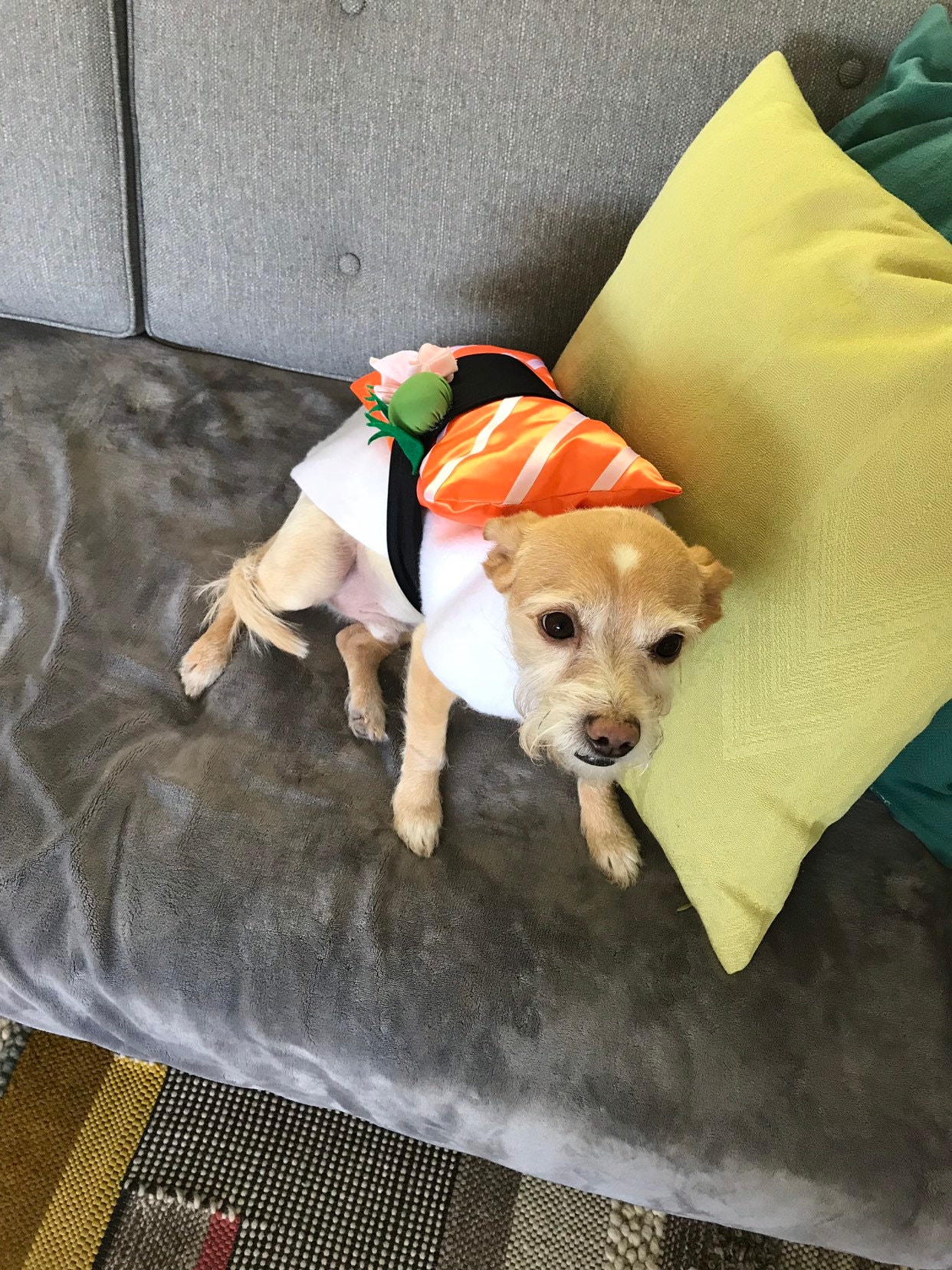 Dog Sushi Costume