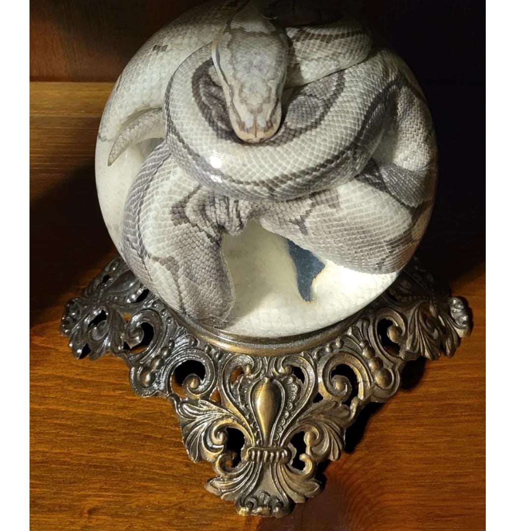 Preserved gray ball python in XL glass globe with vintage metal base ...