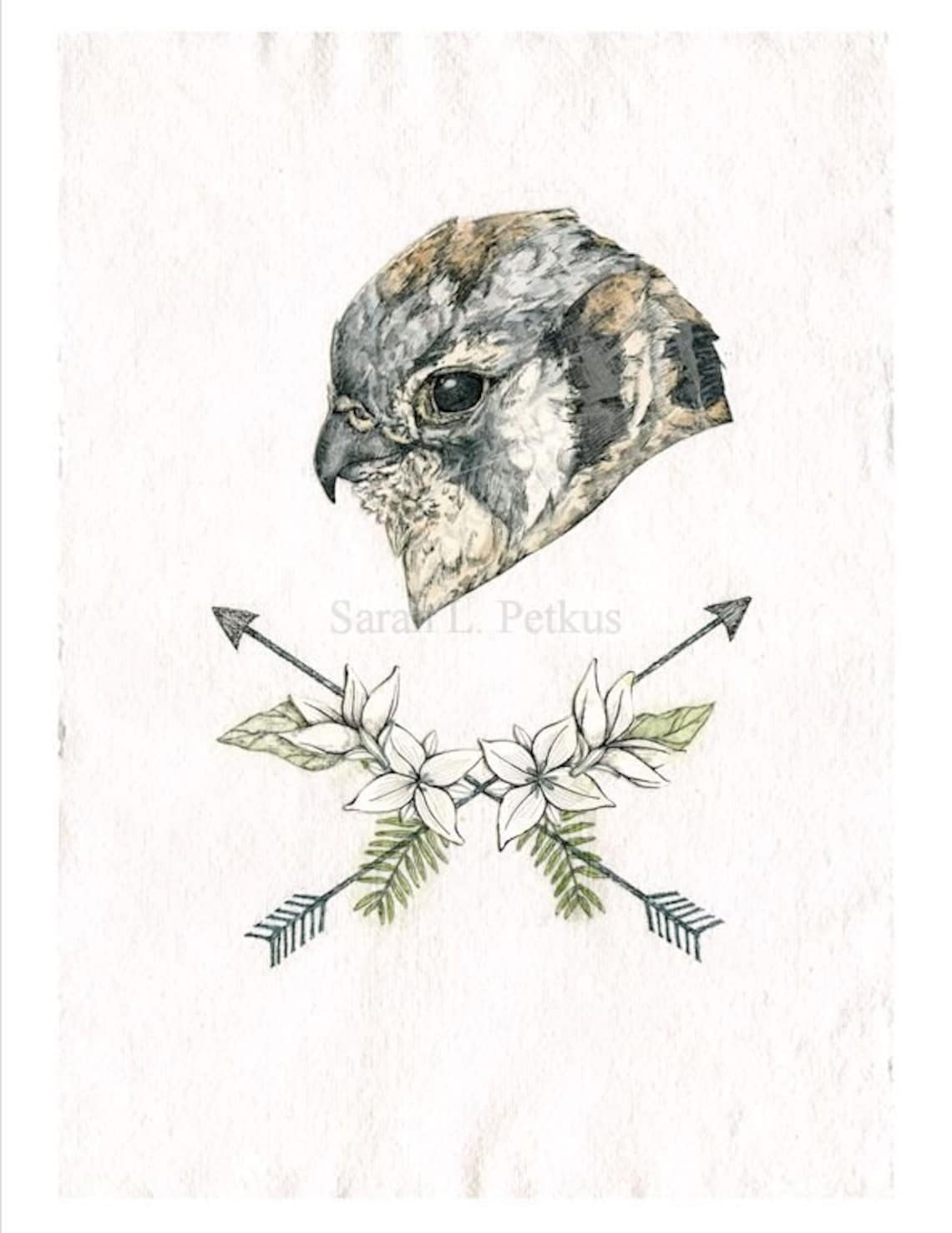 Hawk Arrows Art Print 8 X 10 Inch Bird Art Reproduction - Etsy