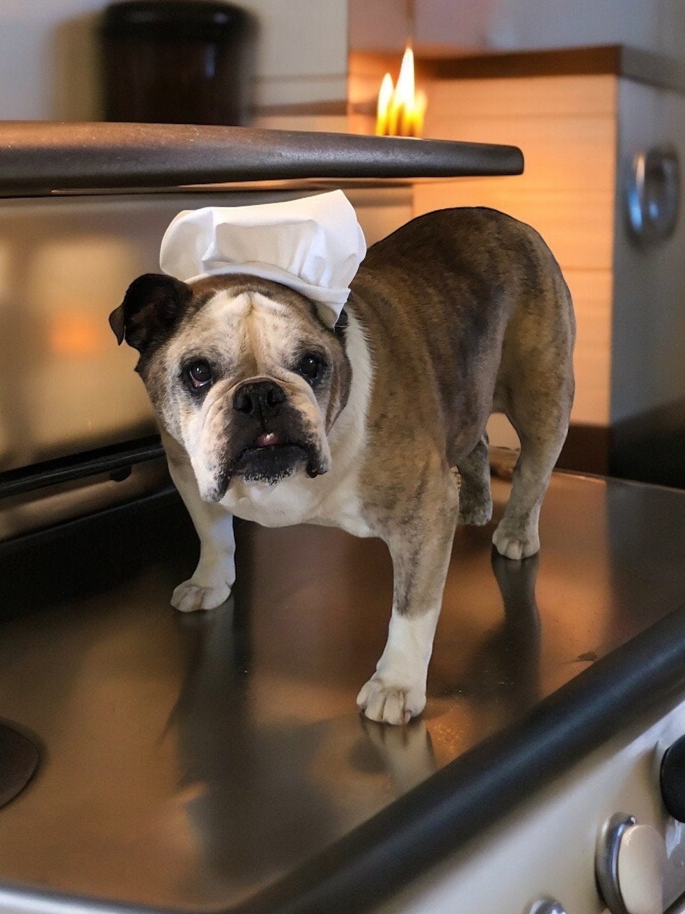 Dog Chef Hat: Cotton Pet Costume for Medium to Large Dogs - Etsy
