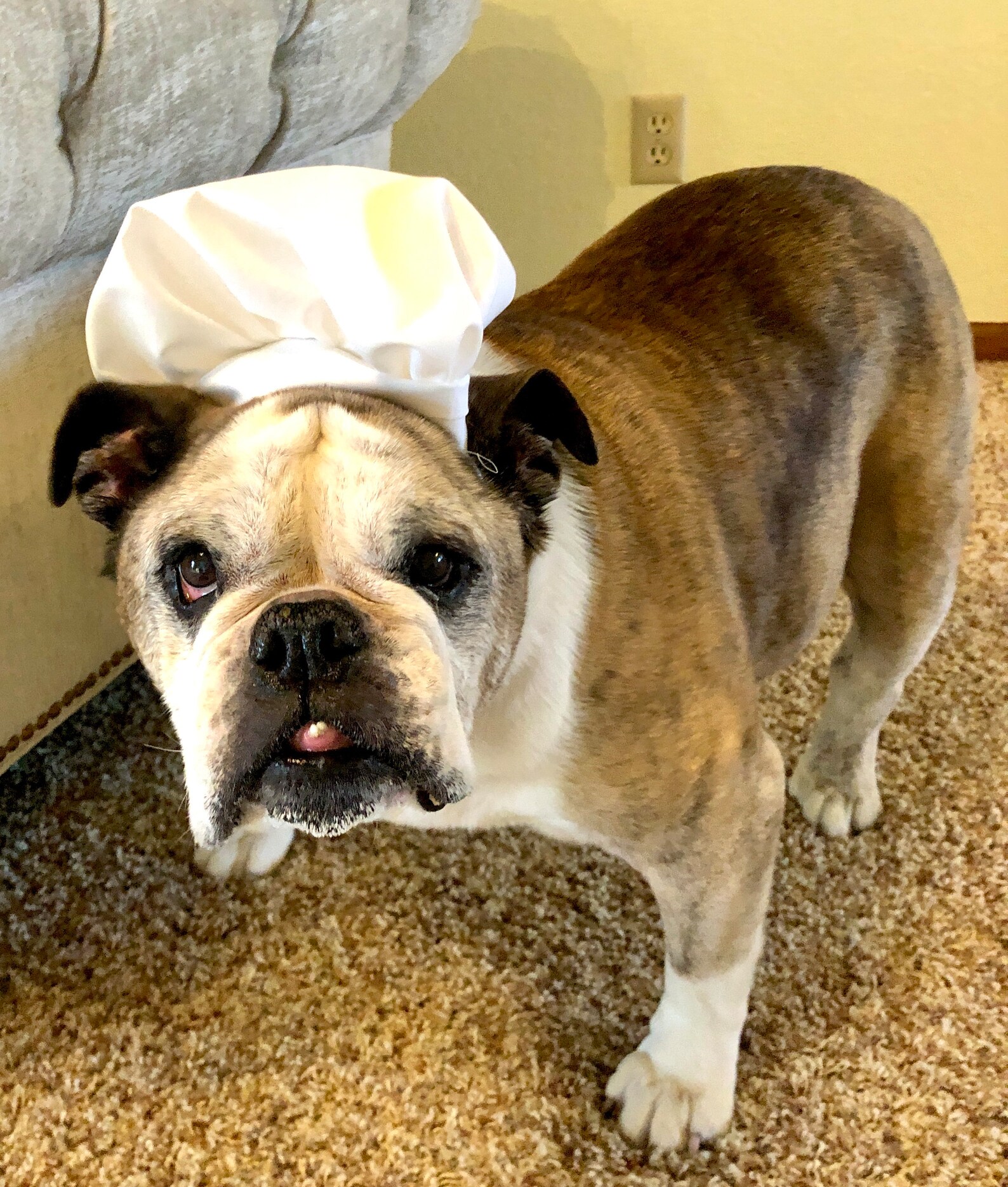 Dog Chef Hat: Cotton Pet Costume for Medium to Large Dogs - Etsy