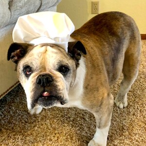 Chef Hat for Dog, Large Dogs, English Bulldog Hat, Chef Whites - Etsy