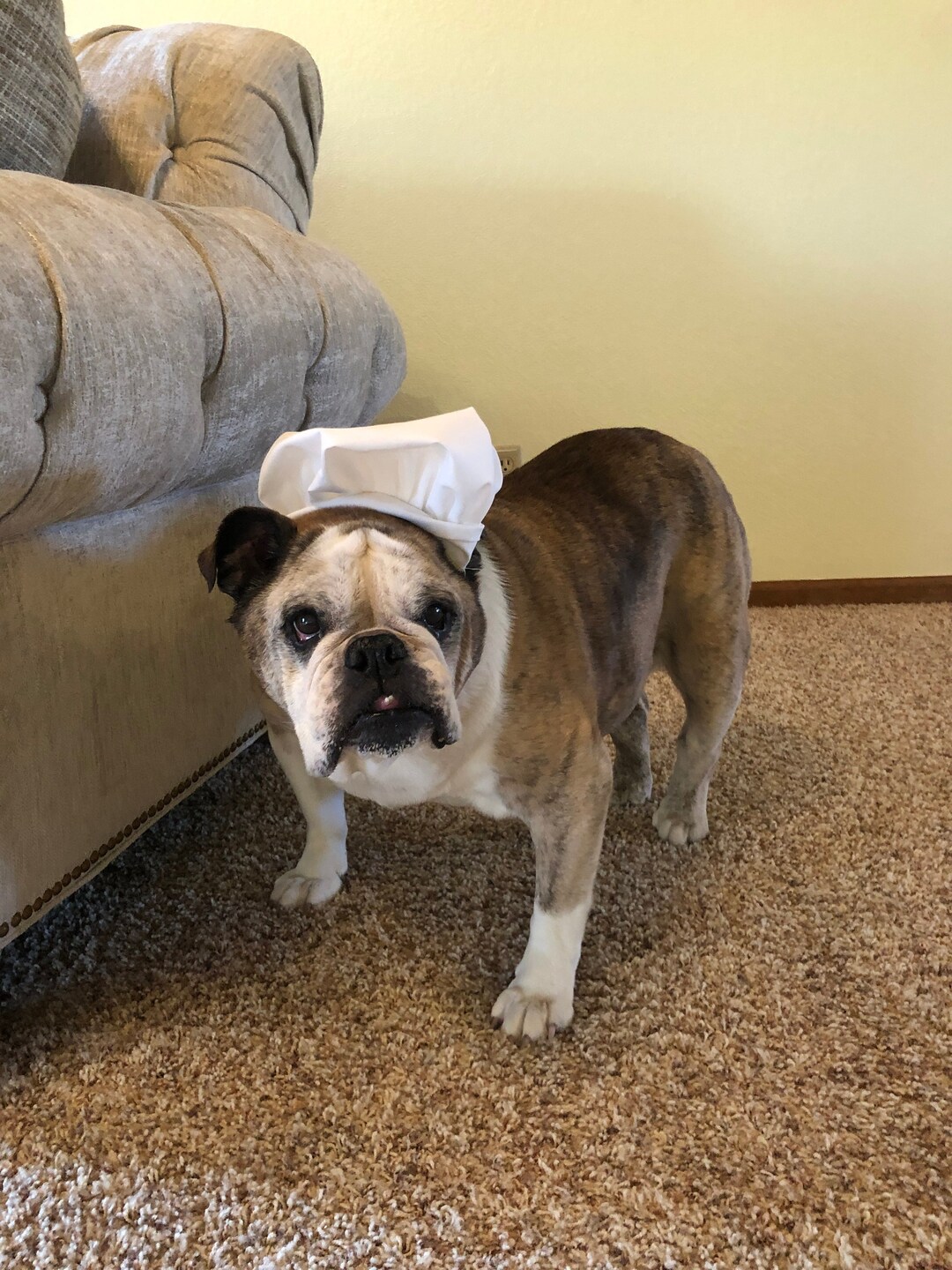 Chef Hat for Dog Large Dogs English Bulldog Hat Chef Whites - Etsy