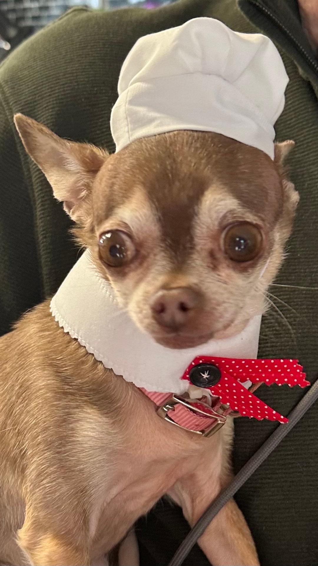 Chef Costume for Tiny Dog, Small Cat, Chihuahua, Chef Whites, Chef ...