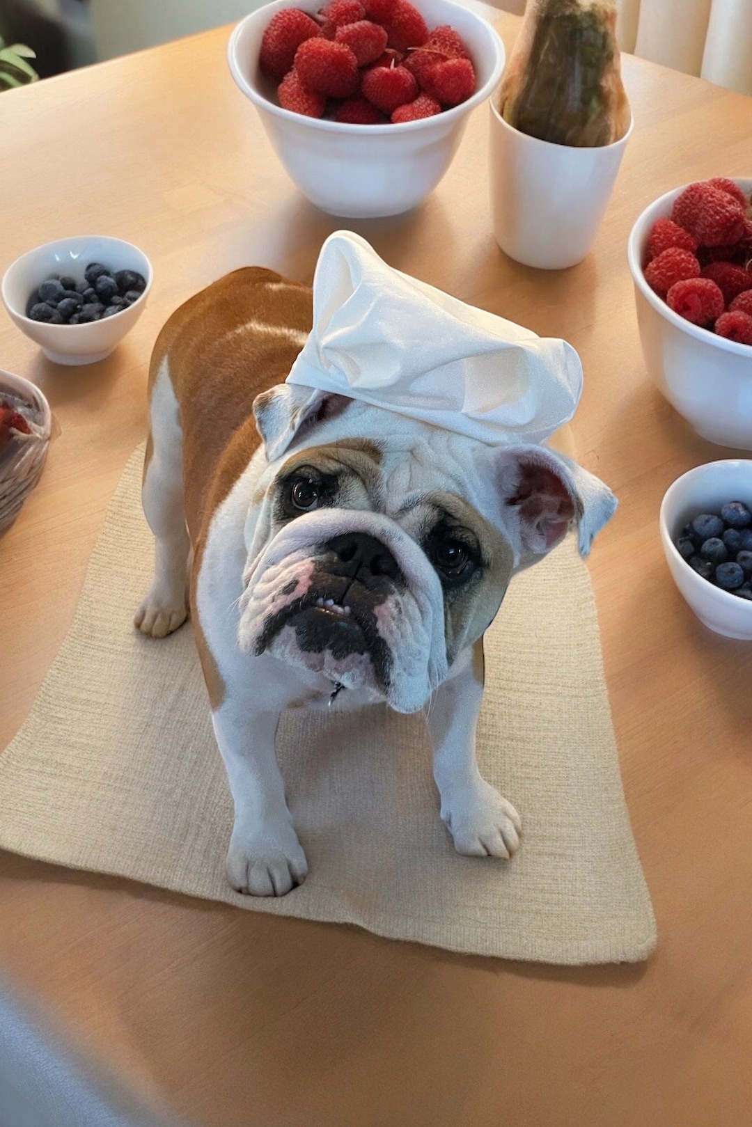 Chef Hat for Dog, Large Dogs, English Bulldog Hat, Chef Whites - Etsy