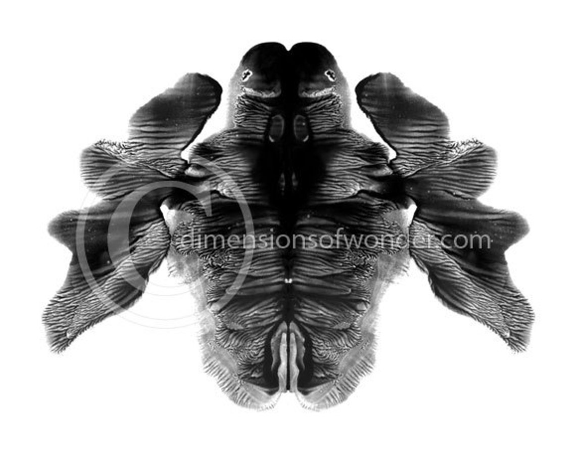 Rorschach Print Rorschach Inkblot Art Rorschach Stain - Etsy