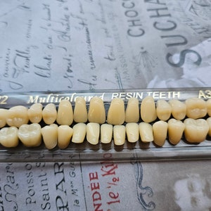 28 Human Teeth Made of Resin - Morbid Teeth Tooth Molar Resin Human ...